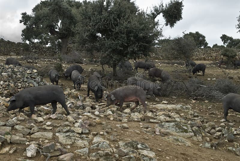 Skimming Stock Stock Photos - Free & Royalty-Free Stock Photos from ...