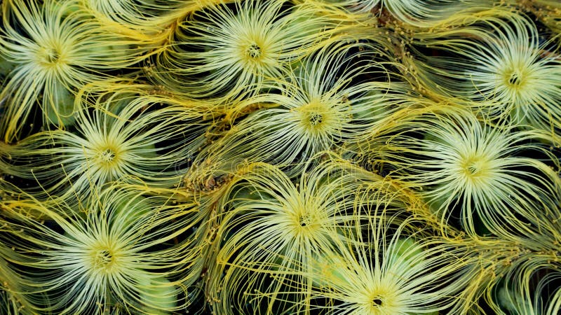 Some Ice Plant Flowers, Black Background Stock Image - Image of flowers ...