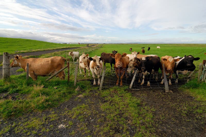 Some Icelandic Cows in a Farm, Iceland Stock Photo - Image of nostril ...