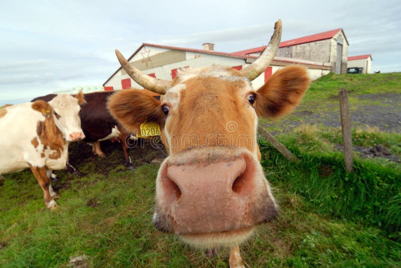 Some Icelandic Cows in a Farm, Iceland Stock Photo - Image of smell ...