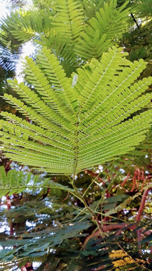 Some images of the leaves stock photo. Image of spruce - 254869108