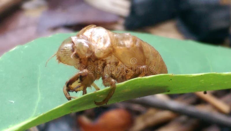 Some Insect Molted in the Forest Stock Image - Image of dead, nature ...