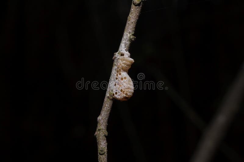 Some Insects Cocoon or Eggs Nest with Hexagons on a Tree Branch, Macro ...