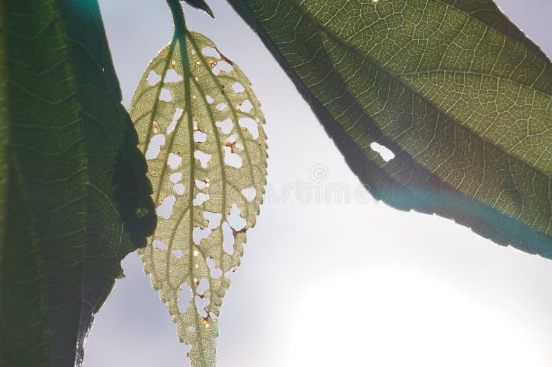 Dead leaf stock photo. Image of leaf, insects, dead - 112787762