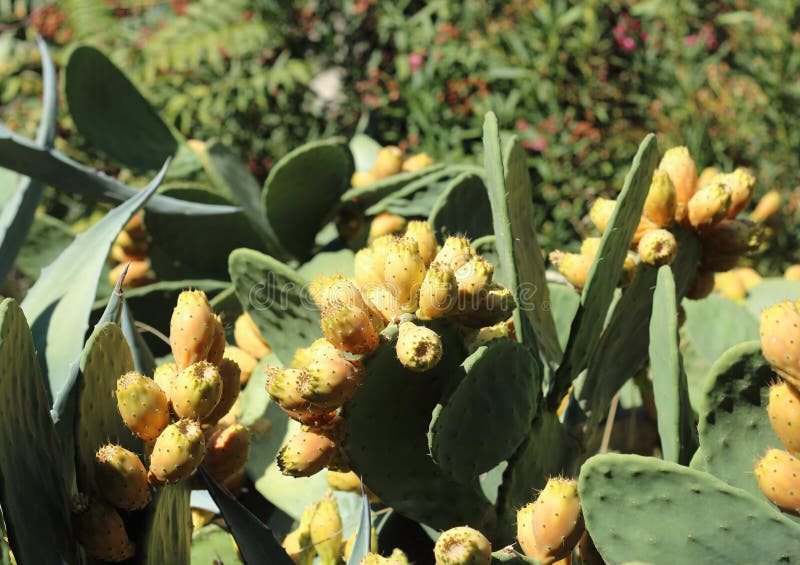 Some Itch stock photo. Image of guardian, fontain, breakfast - 43930906