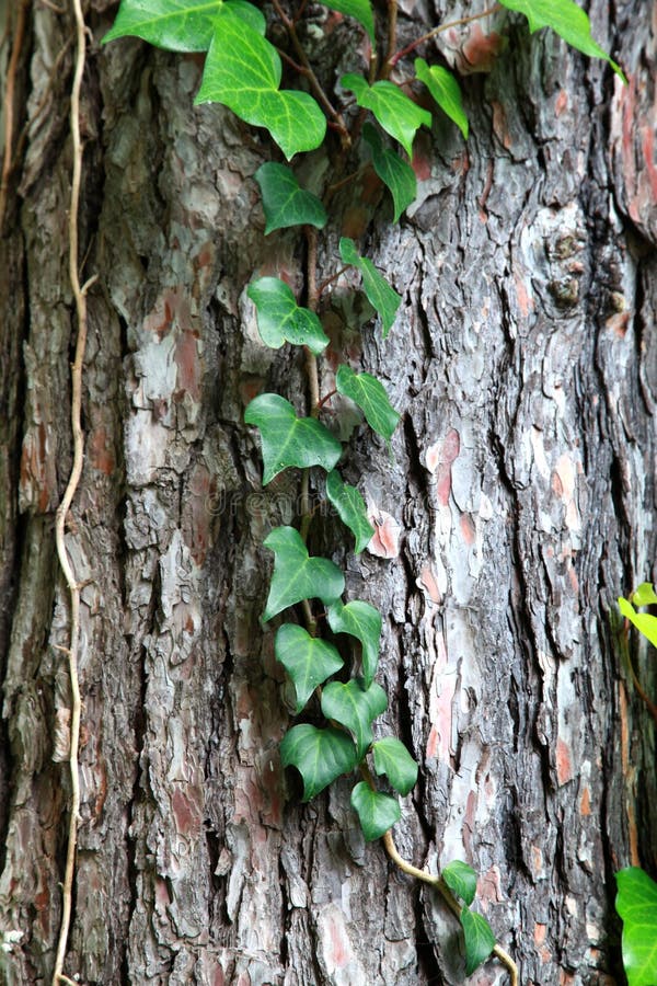 Some ivy on a tree trunk stock photo. Image of frame - 31085426