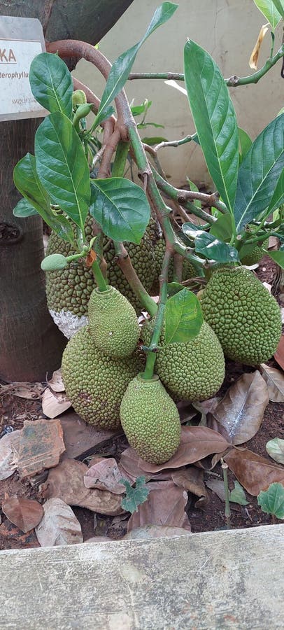 Some jackfruit stock photo. Image of sweety, plant, little - 264316162