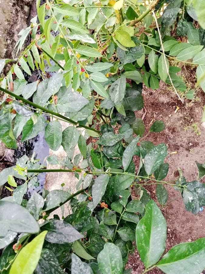 Some of the Katu Shoots Plants that Thrive Stock Image - Image of plant ...