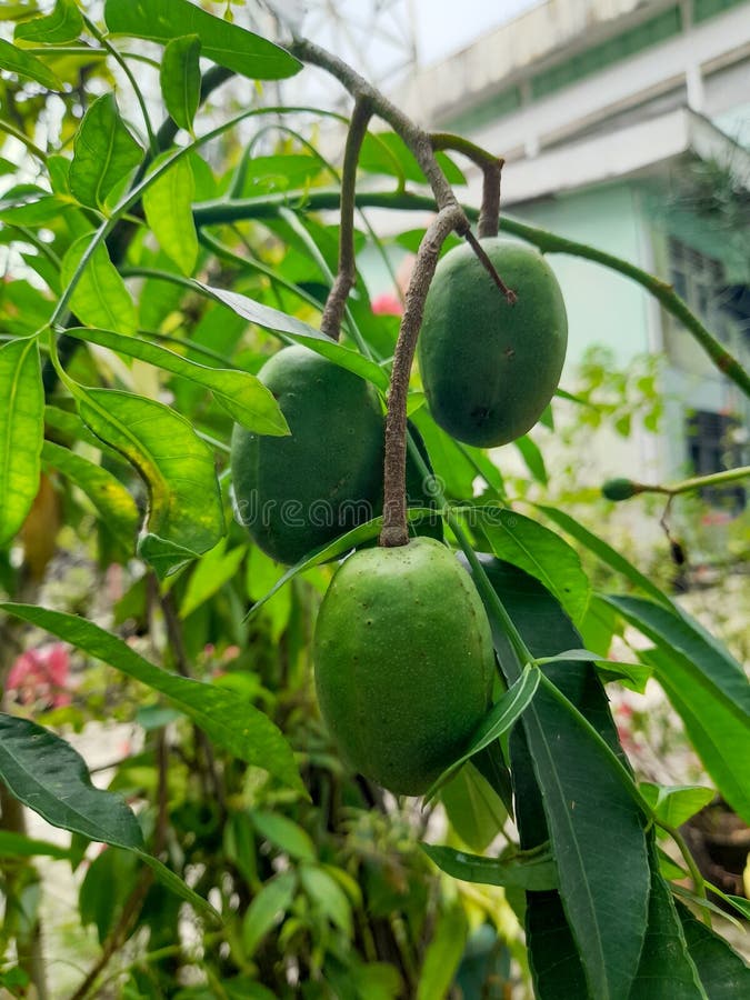Some Kedondong Fruit that is Still Young and Immature Stock Photo ...