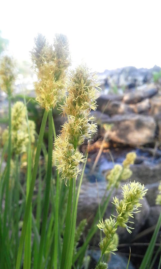 Reeds stock image. Image of beauty, kind, plant, nature - 116246547