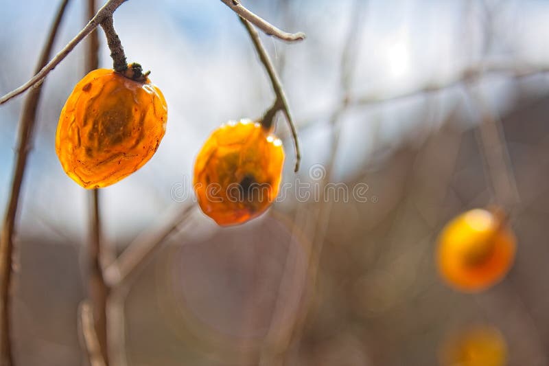 Some Kind of Small, Dried Fruit on a Tree. the Fruit is Translucent and ...
