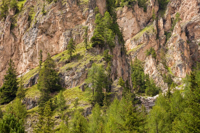 Some Larches on Impervious Mountain Wall Stock Image - Image of ...
