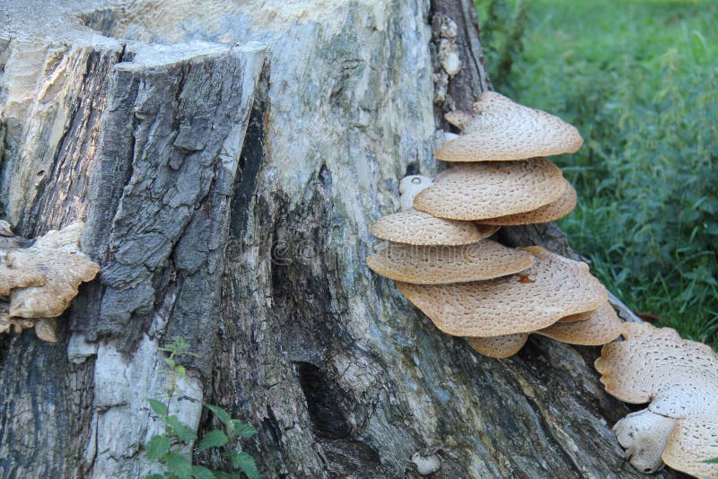 Large Bracket Fungus. stock image. Image of growth, flora - 257599705