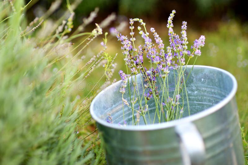 Some lavender in a bucket stock image. Image of herb - 49779145