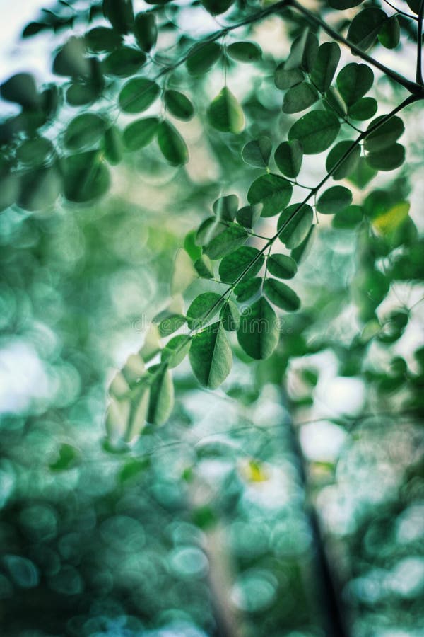 Some of leaf in the garden stock image. Image of woodland - 194587233
