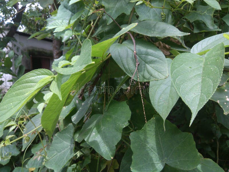 Some leaf good pic stock image. Image of leaf, good, condition - 55722811