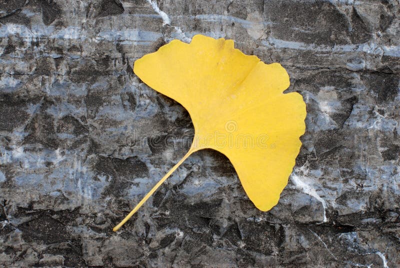 Some leaves stock photo. Image of color, detail, closeup - 35593384