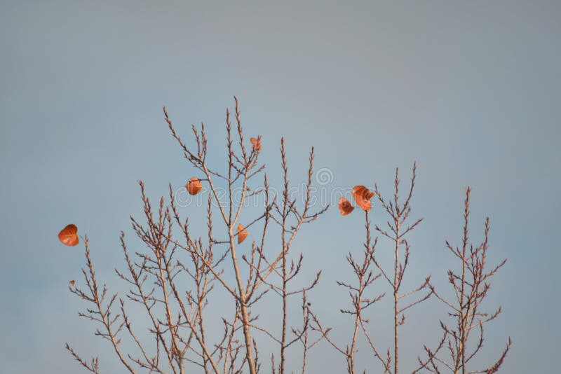 Some Leaves Left on the Branches of an almost Bare Tree Stock Image ...