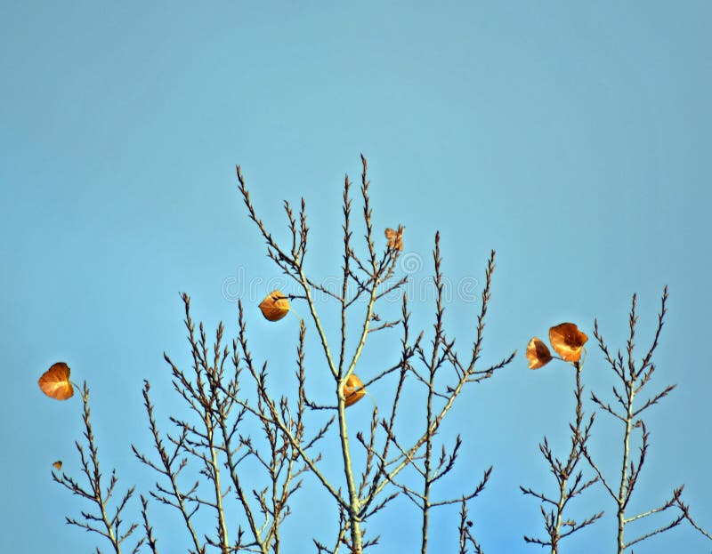 Some Leaves Left on the Branches of an almost Bare Tree Stock Photo ...