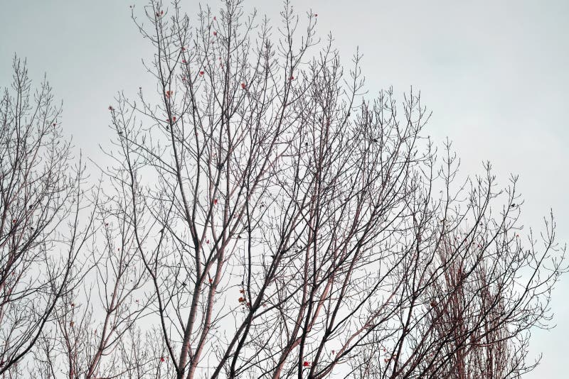 Some Leaves Left on the Branches of an almost Bare Tree Stock Photo ...