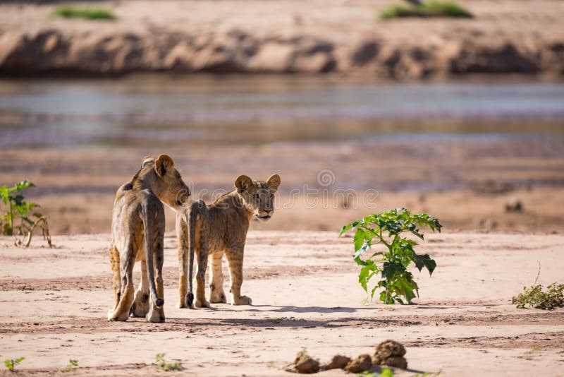 Some Lions Walk Along the Banks of a River Stock Image - Image of male ...
