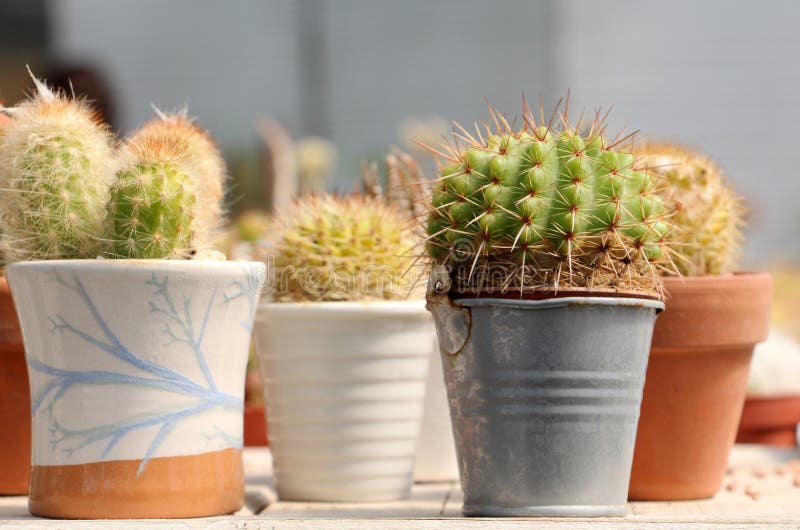 Some little cactus in pots stock photo. Image of genetic - 39331252
