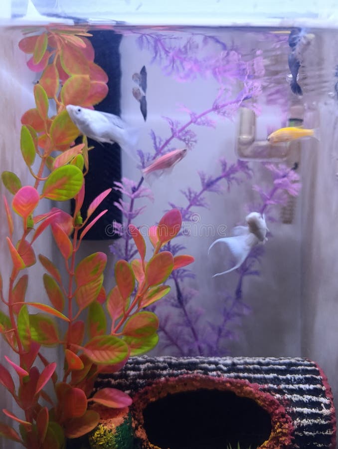 Little fish stock image. Image of fishes, south, tiny - 45198297