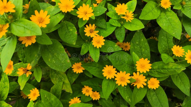 Some Mini Sunflowers from Garden in the Front of House Stock Image ...