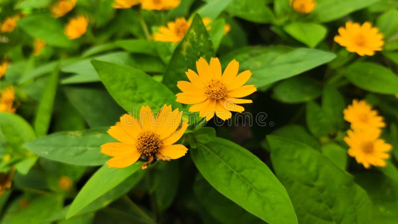 Some Mini Sunflowers from Garden in the Front of House Stock Photo ...