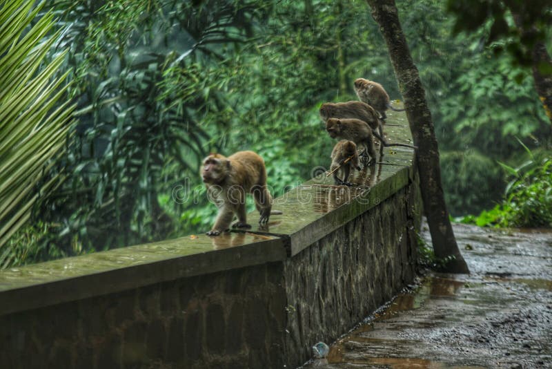 Some Monkeys Lined Up Wallpaper Stock Image - Image of shade, monkeys ...