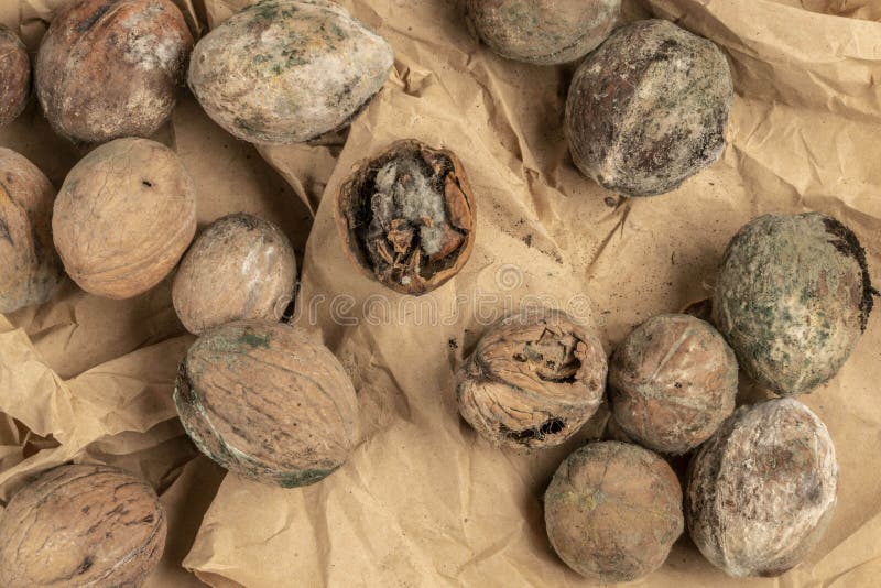 Rotten Walnuts Stock Photos - Free & Royalty-Free Stock Photos from ...