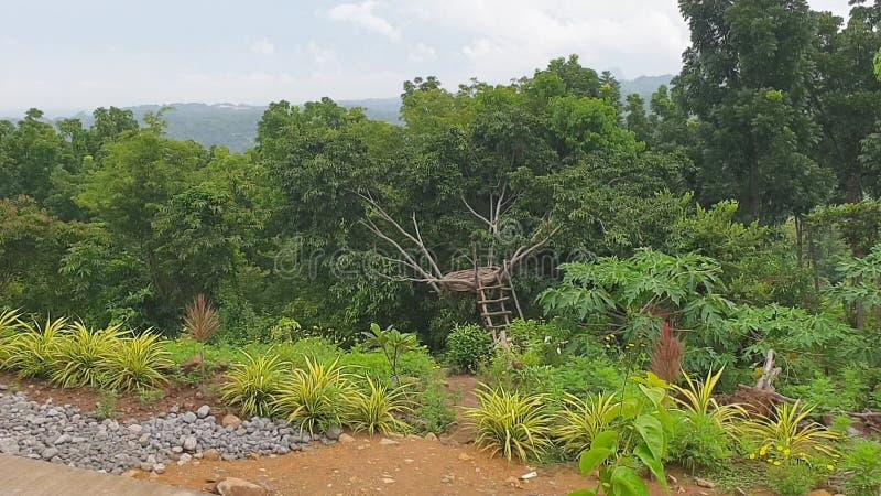 Mountain Plants on a Gloomy Morning Stock Video - Video of landscapes ...