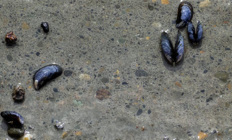 Some Mussel Shells and Some Stones Stock Photo - Image of mussell ...