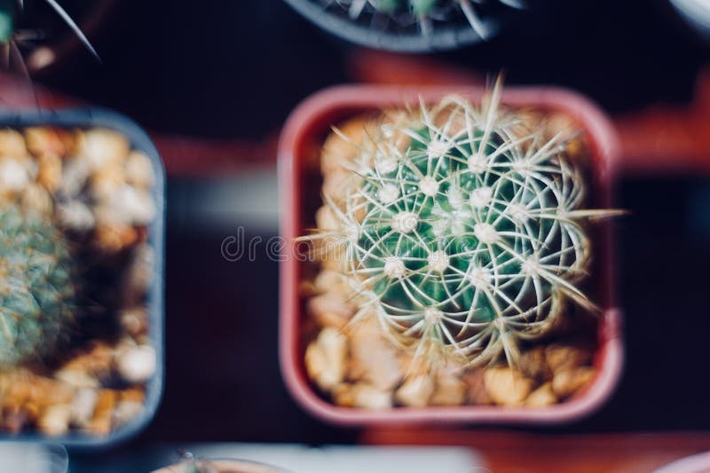 Cactus lover stock image. Image of relax, lover, cactus - 119119019