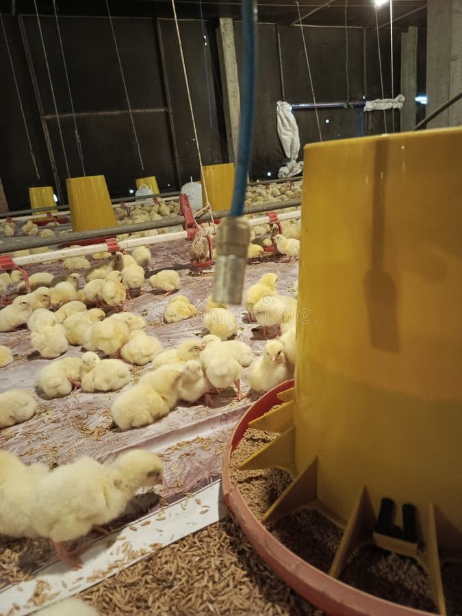 Some Newly Hatched Chicks are Eating Stock Image - Image of hatched ...