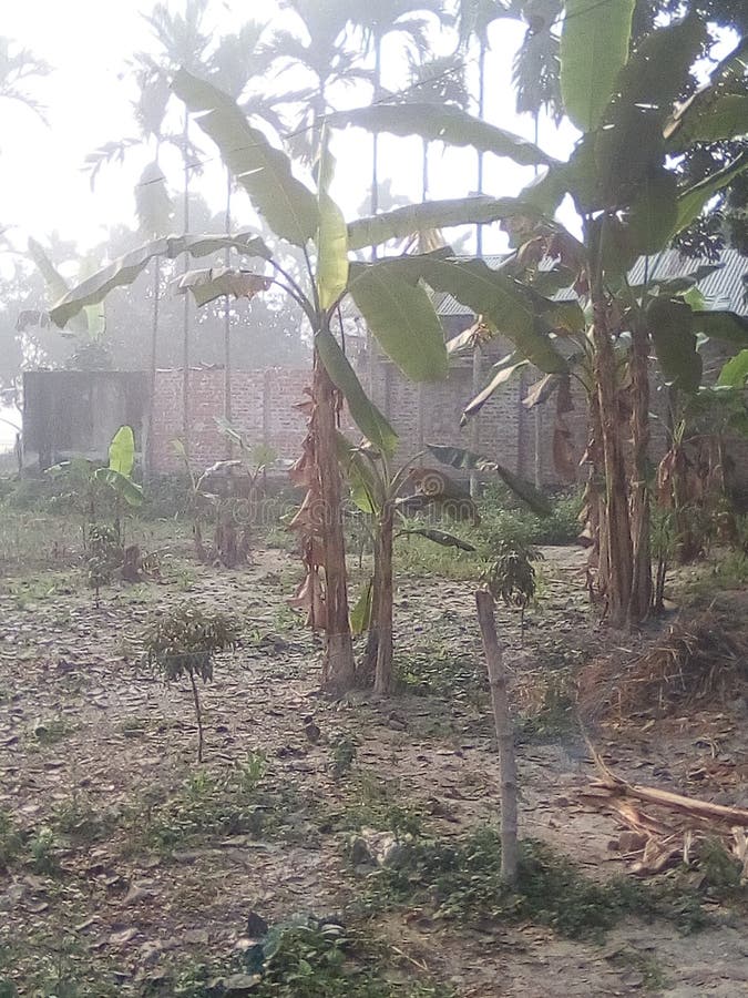 Some Nice Banana Tree in Home Side Stock Photo - Image of tree, banana ...