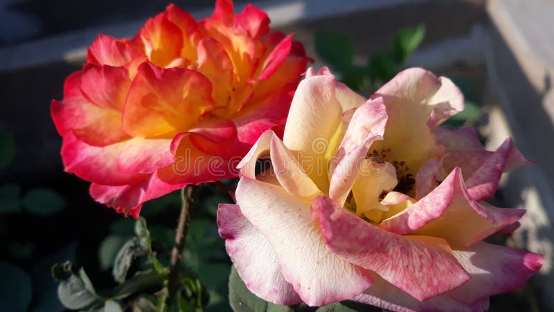 Some Nice Roses Picture in Plant Stock Image - Image of rose, flower ...