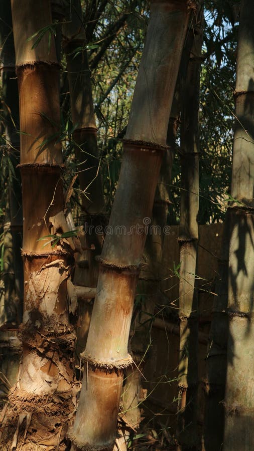 Some Old Bamboo, with a Unique Texture Stock Photo - Image of bamboo ...