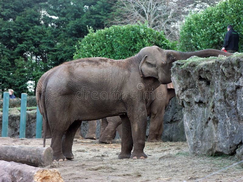 Elephants Eating in a Zoo in Ireland Editorial Stock Photo - Image of ...
