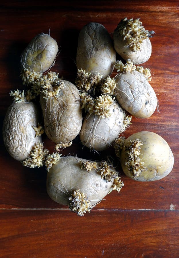 Some Old, Wrinkled Potatoes on the Table that are Sprouting. Stock ...