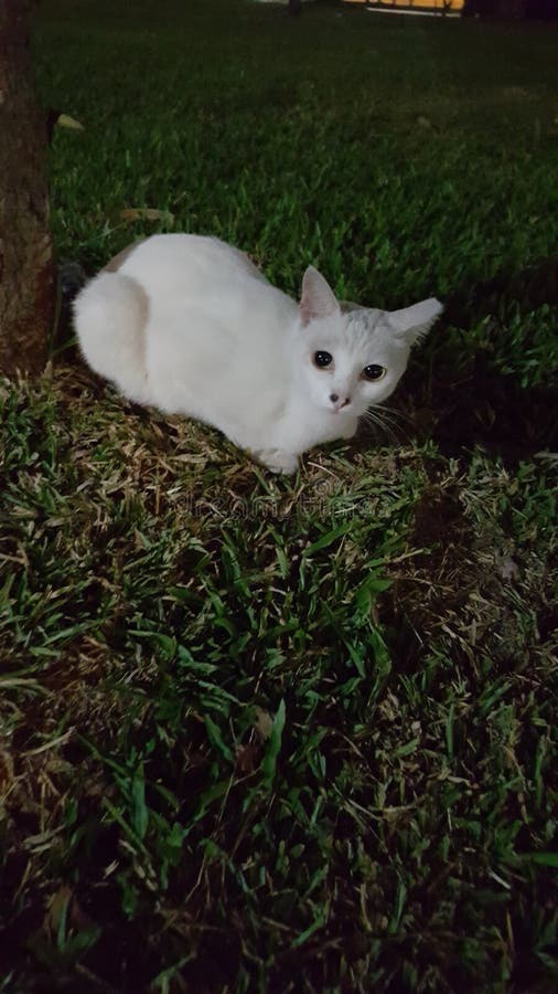 Some one looking at me stock image. Image of sharp, looking - 132267271