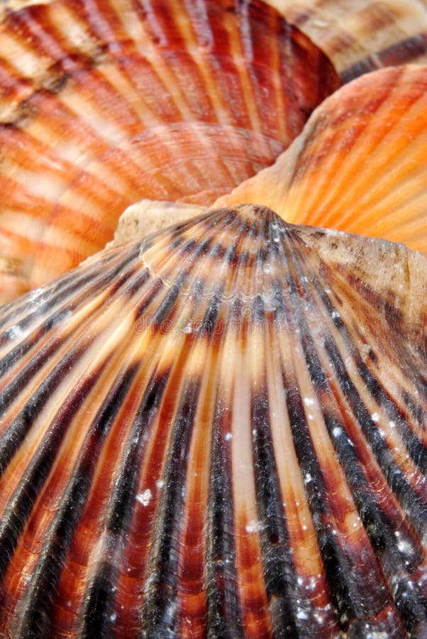 Some open scallop shell stock photo. Image of structure - 17023372