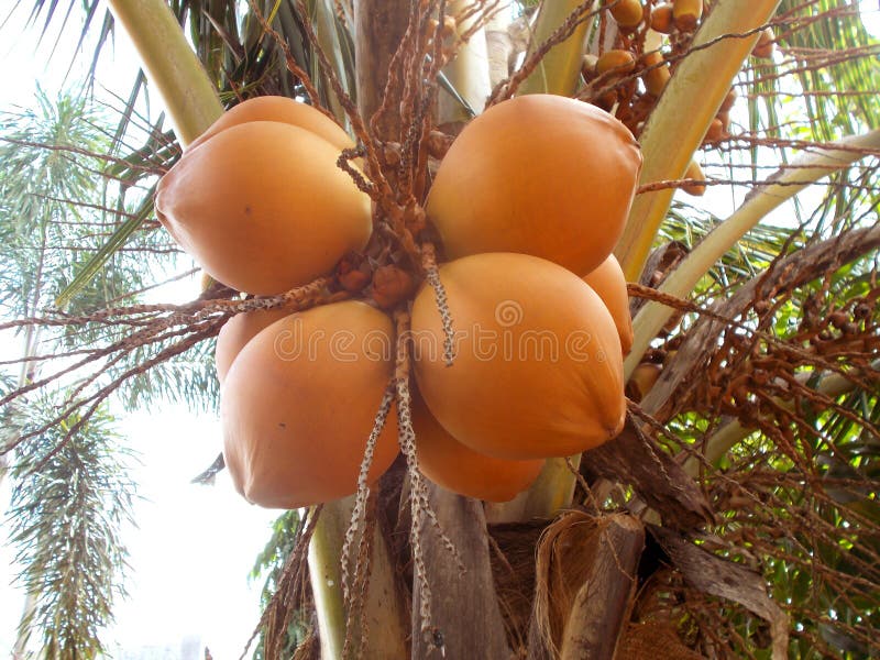 Coconut Tree and Bunch of Fruit Stock Image - Image of agro, fruit ...