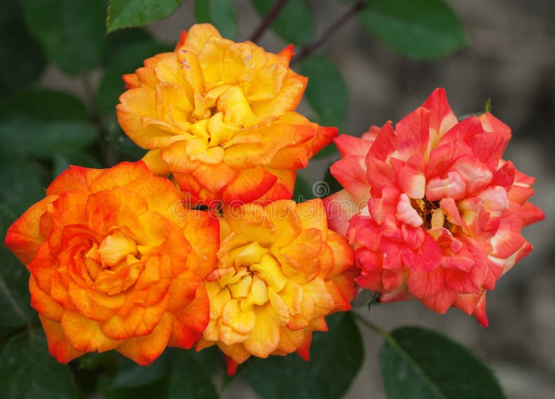 Some orange yellow roses stock photo. Image of beauty - 28812134