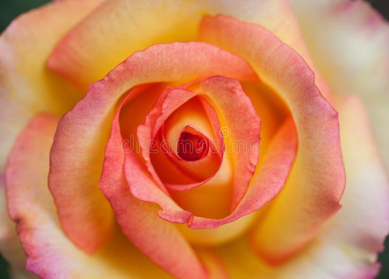 Some orange yellow roses stock photo. Image of decoration - 28812184