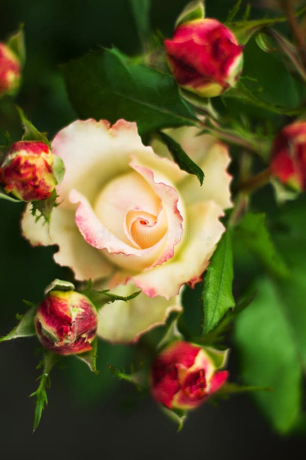 Some Orange Yellow Roses in the Garden Stock Image - Image of ...
