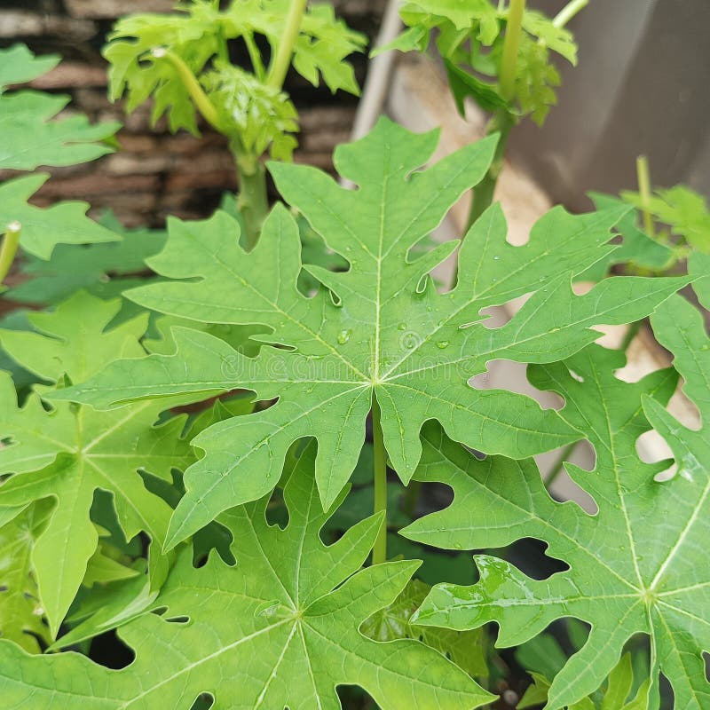 Some Ornamental Plants and Fruit for in Front of the House 2 Stock ...