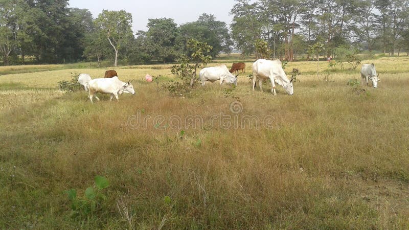 Some Ox are Grazing in a Village Field . Stock Photo - Image of field ...