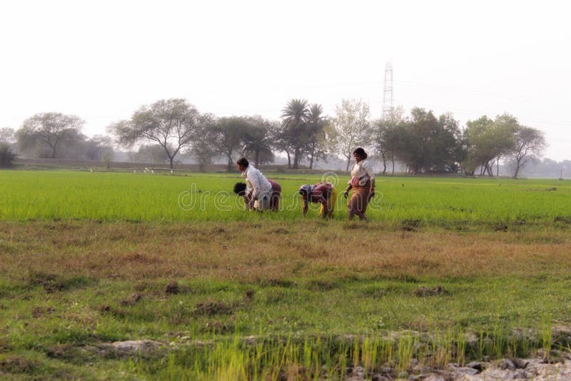 Some People are Working in the Field. Editorial Photography - Image of ...