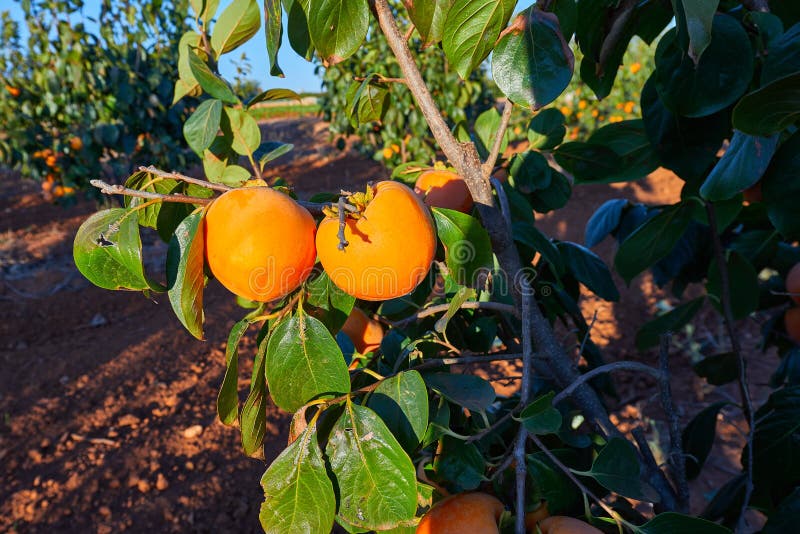 Some Persimmons on the Tree Stock Image - Image of outdoor, tree: 200638543